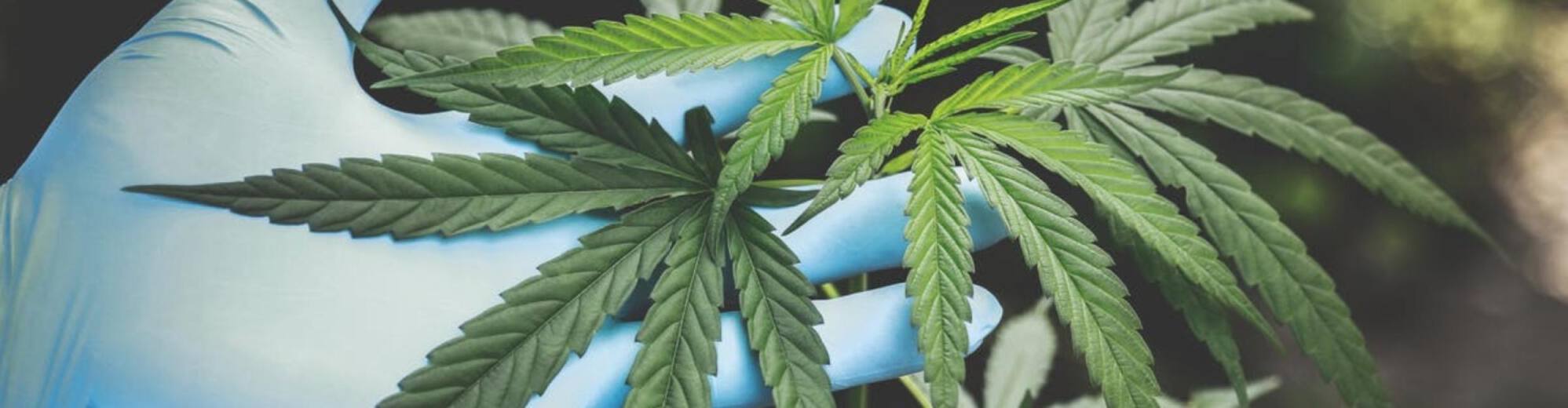 Budtender Resume Example With Or Without Experience 